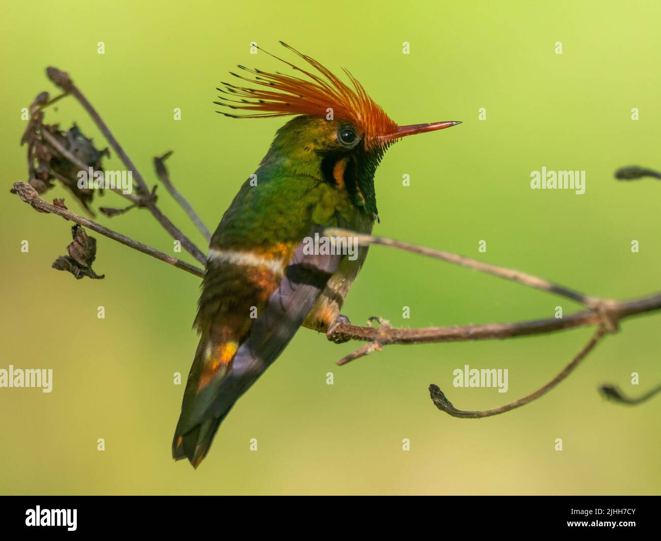 Rufous-crested Coquette, Lophornis delattrei, a stunning hummingbird ...