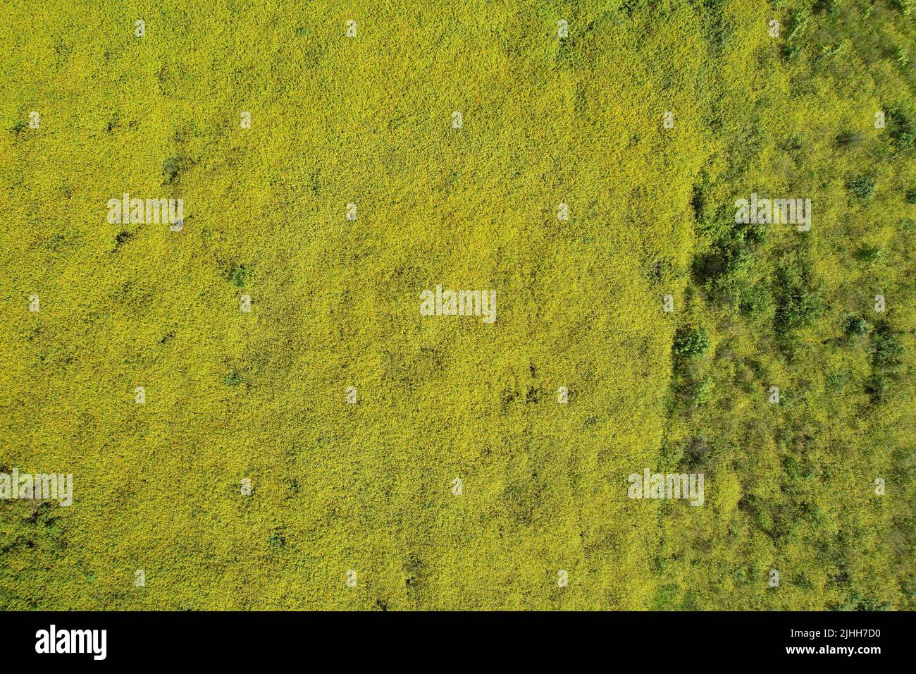 Yellow grass landscape empty meadow aerial drone top view Stock Photo ...