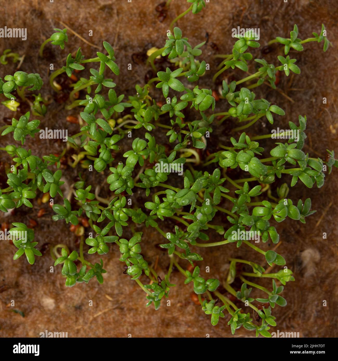 micro green fresh sprouts, eco farming, healthy and fresh vegan food ...