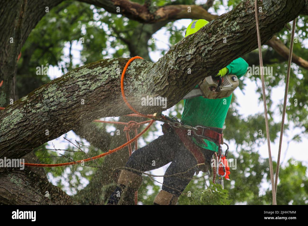 Worker standing in a tree wearing a harness for safety using a chainsaw ...