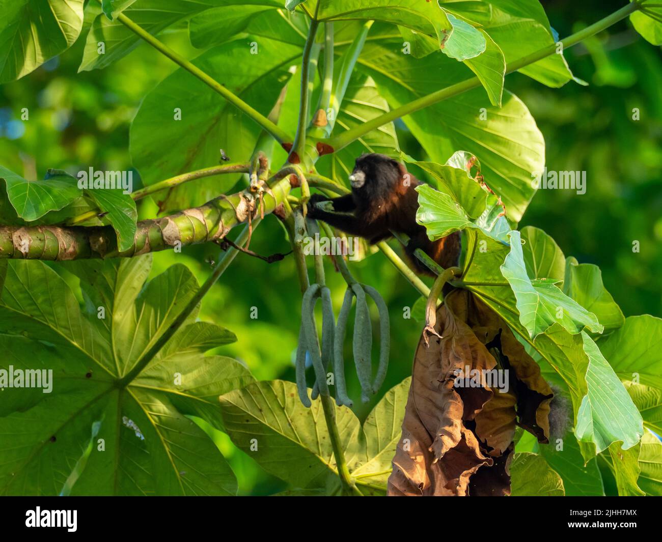 Saddle-back tamarin monkey, Leontocebus fuscus, eating Cercropia seeds ...