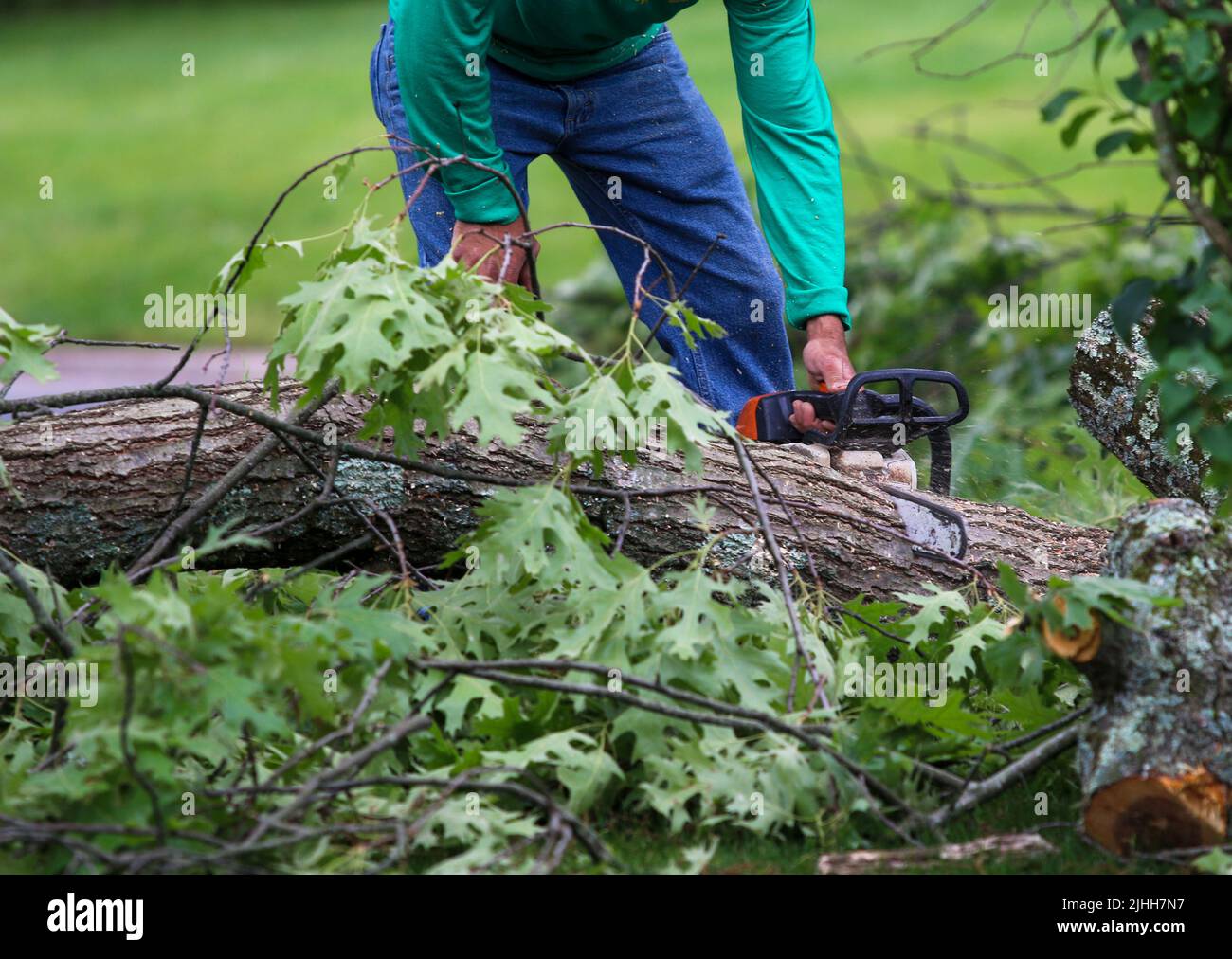 Worker using a chainsaw to cut up large branches of a tree that are on ...