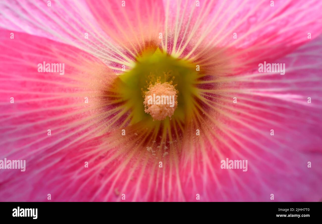 Ornamental okra flower hi-res stock photography and images - Alamy