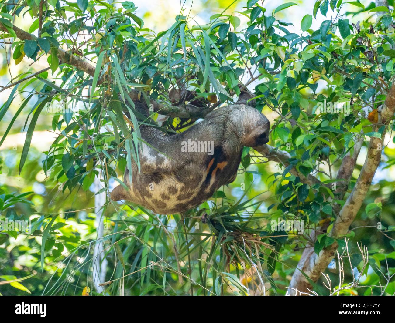 Sloth peru in tree hi-res stock photography and images - Alamy