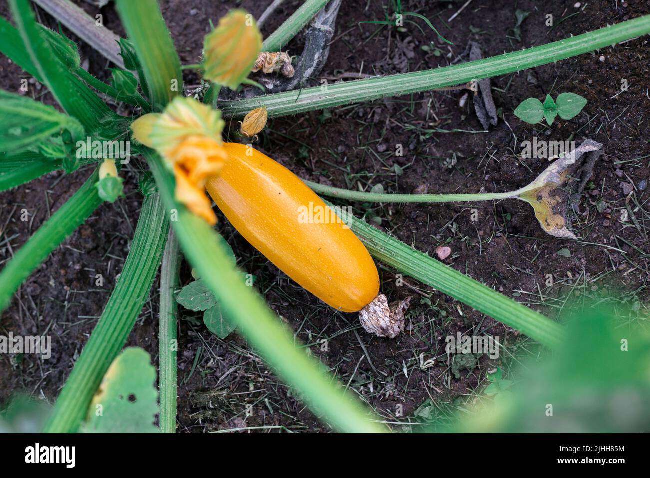 Yellow zucchini in the garden. Useful vegetable Stock Photo - Alamy