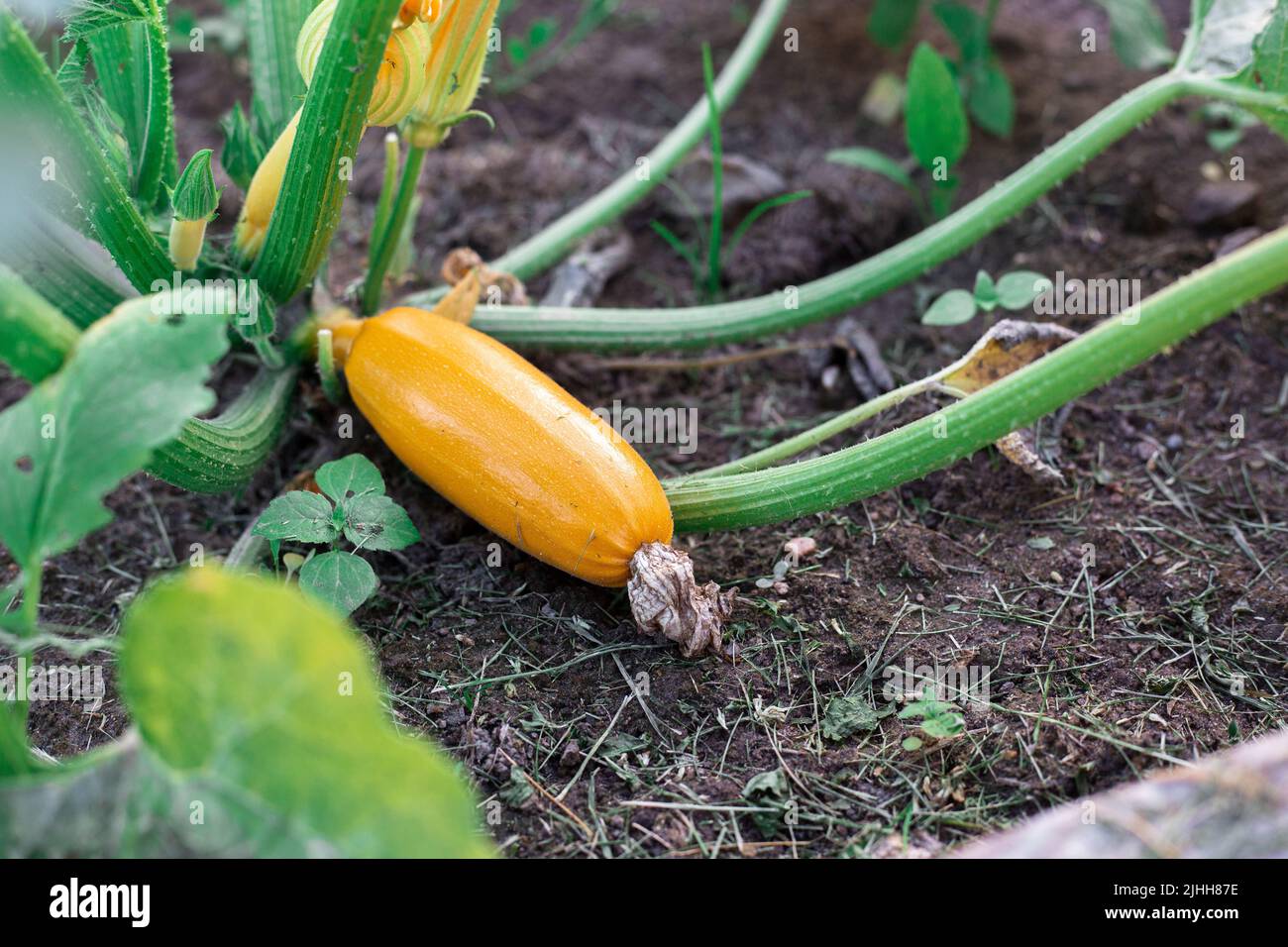 Ripe yellow zucchinis in hi-res stock photography and images - Alamy