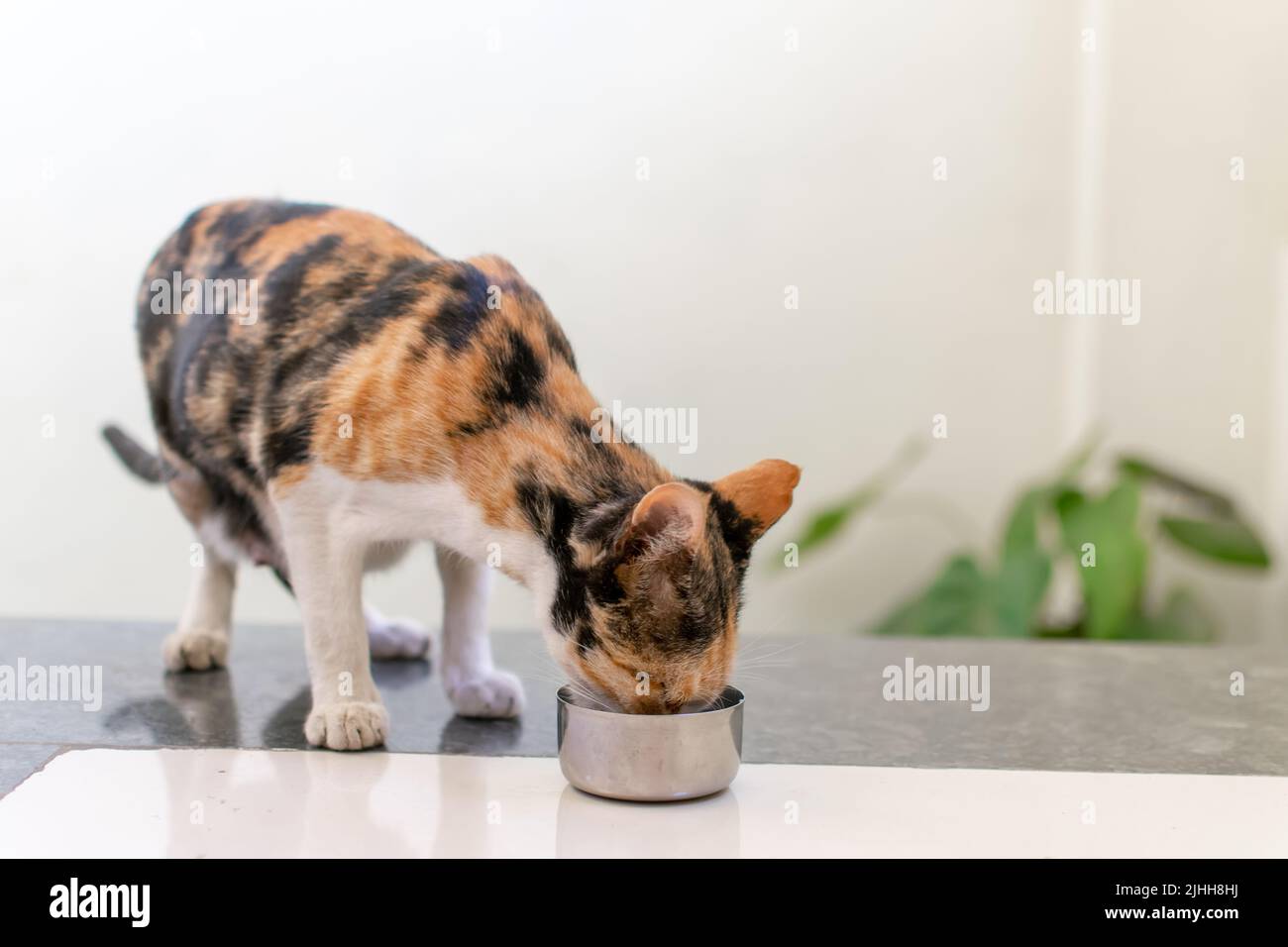 Cat drinking milk hi-res stock photography and images - Alamy