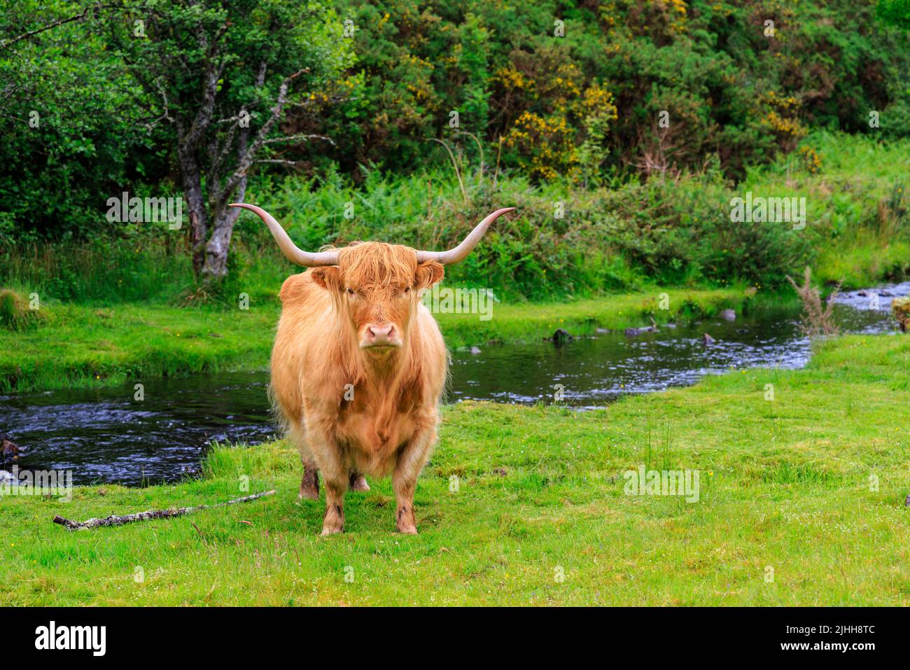 A Highland cattle cow with typical long horns and brown shaggy coat ...