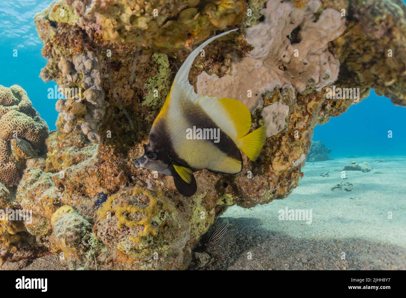 Fish swimming in the Red Sea, colorful fish, Eilat Israel Stock Photo ...