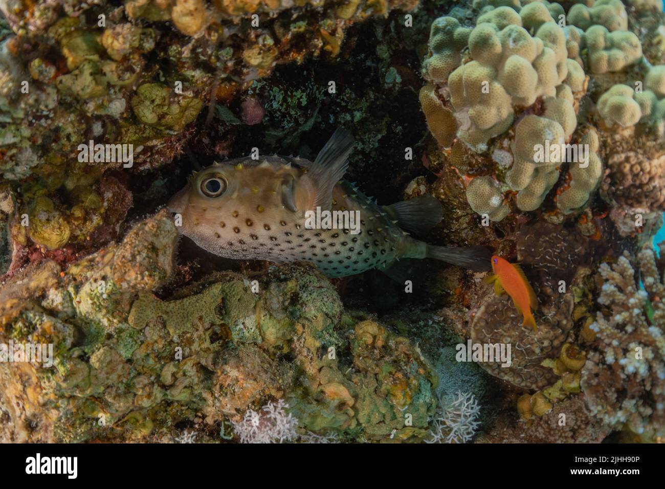Fish swimming in the Red Sea, colorful fish, Eilat Israel Stock Photo ...