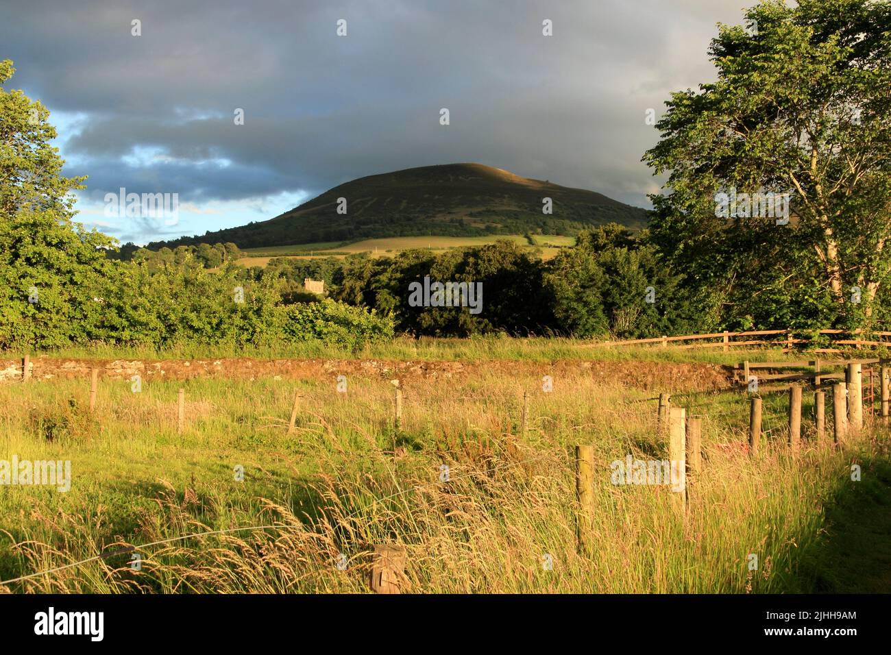 Eildon tree hi-res stock photography and images - Alamy