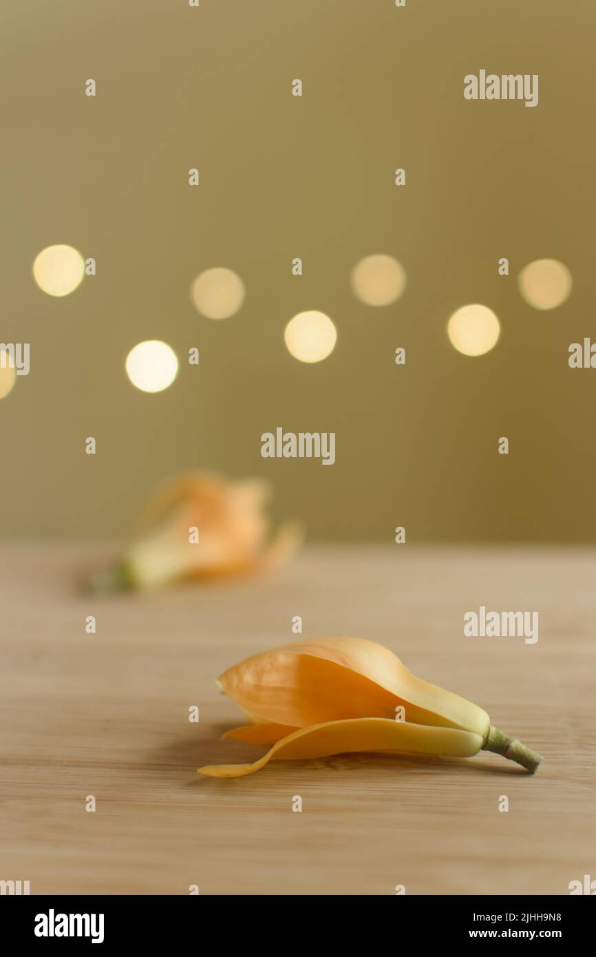 Son champa flower on the wooden surface with background yellow light ...