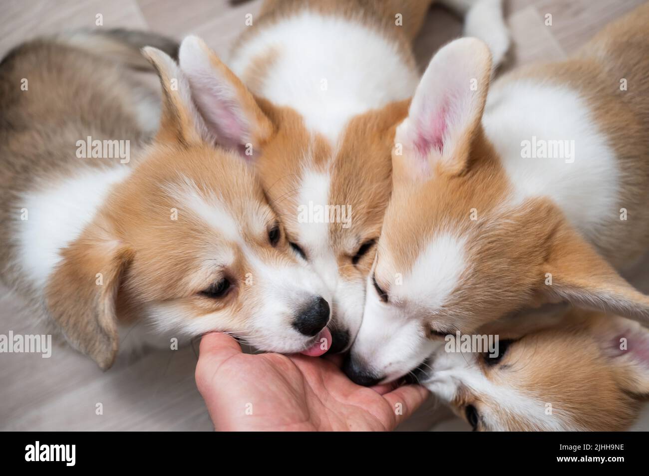 Funny welsh corgi dogs reach for a man's hand Stock Photo - Alamy