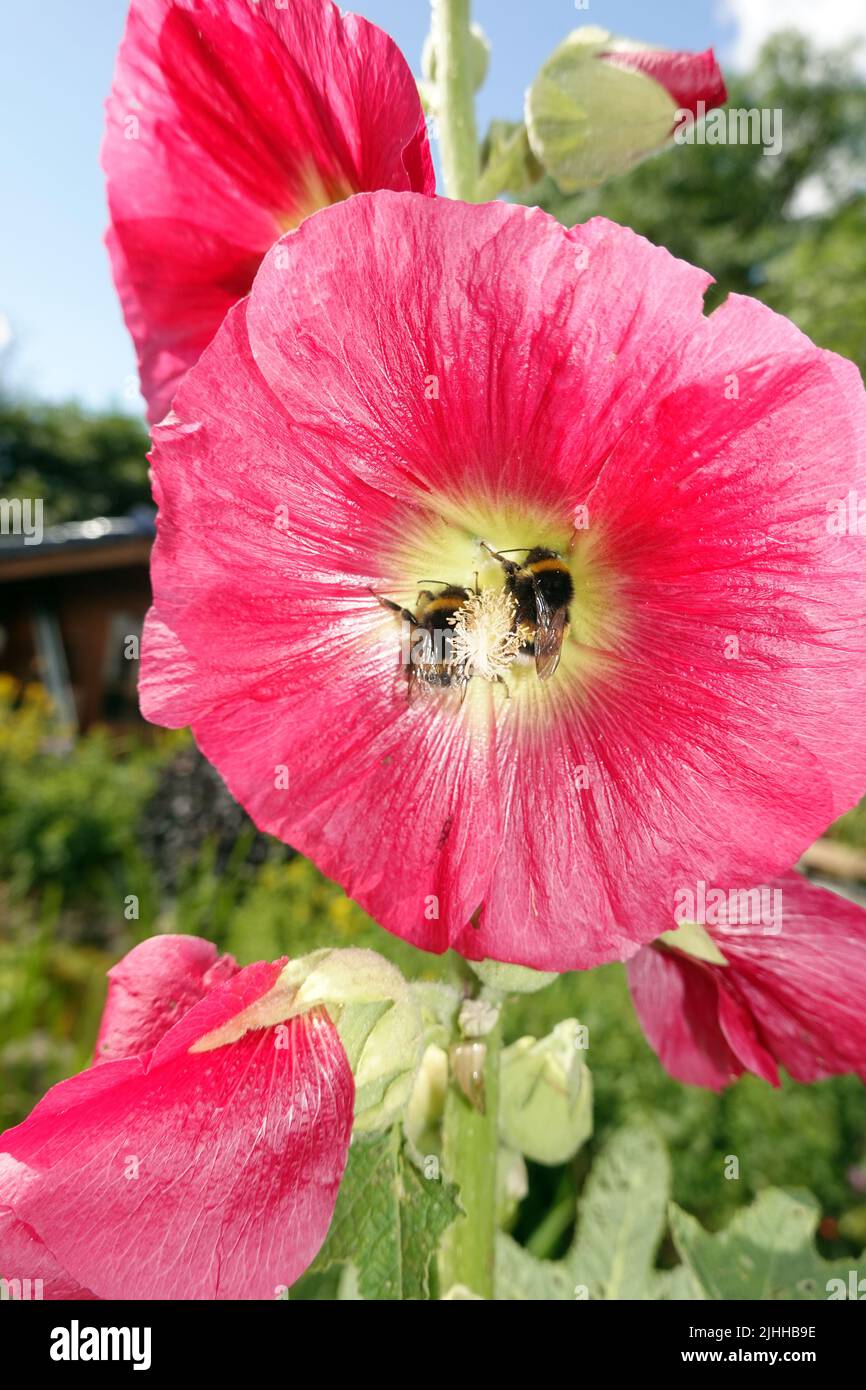 rote Stockrose (Alcea rosea) im Garten Stock Photo - Alamy