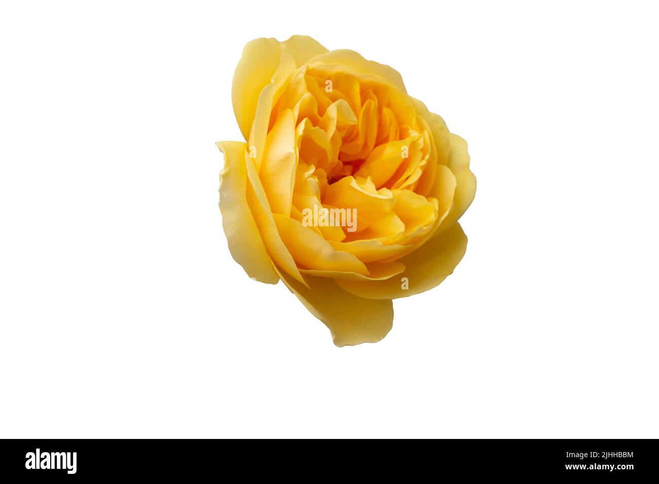 Big set isolated floral hi-res stock photography and images - Alamy