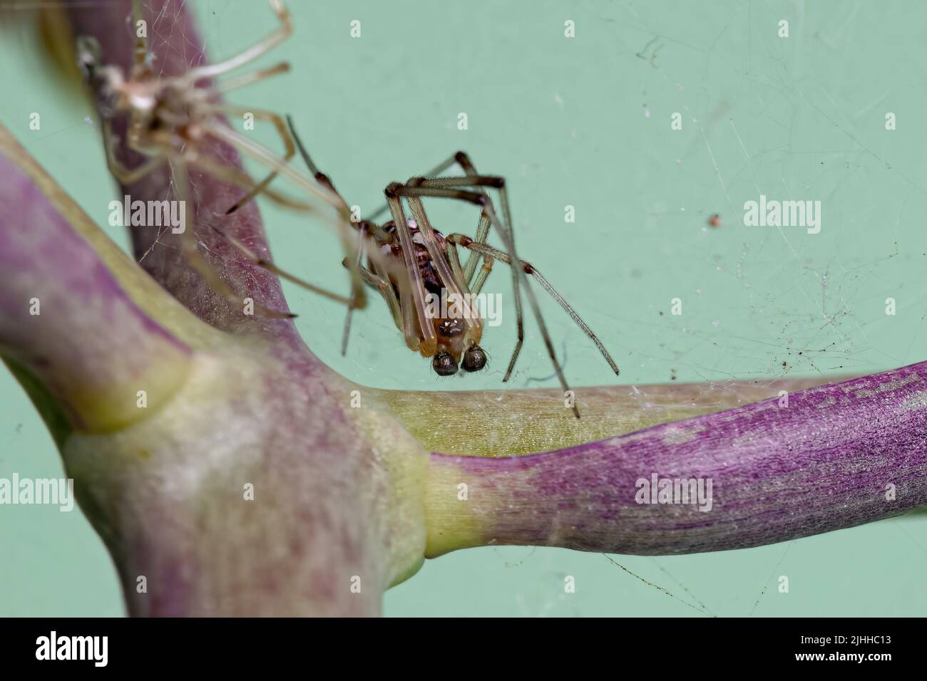 Black widow spider male female hi-res stock photography and images - Alamy