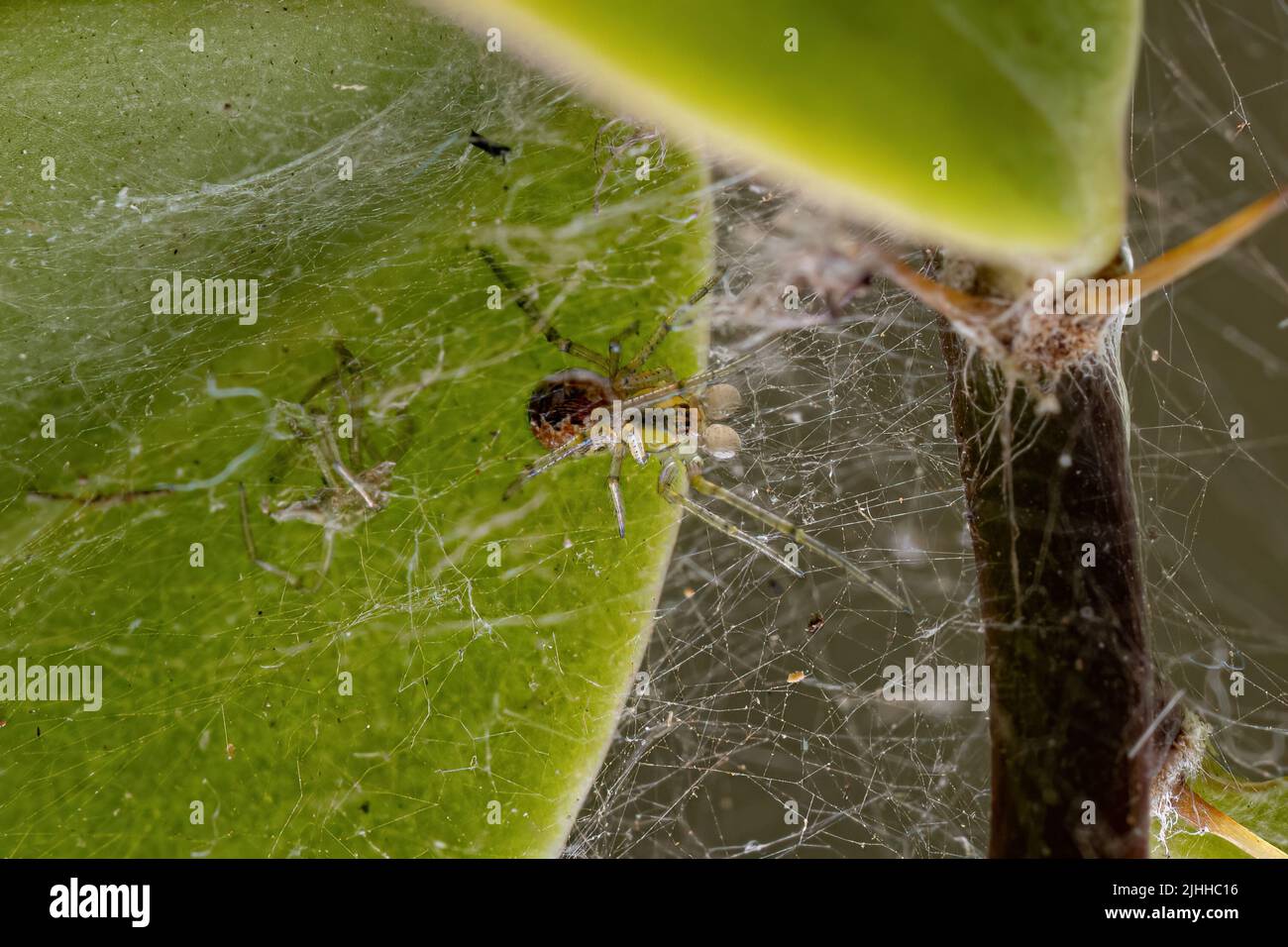 Adult Male Cobweb Spider of the Family Theridiidae Stock Photo - Alamy