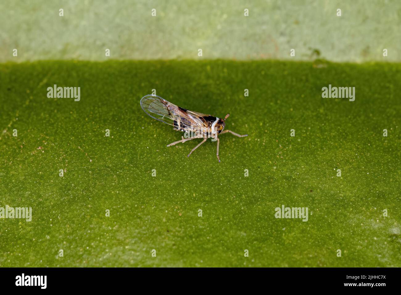 Adult Planthopper Insect of the genus Chionomus Stock Photo - Alamy