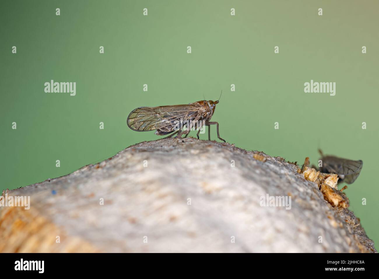 Adult Planthopper Insect of the Superfamily Fulgoroidea Stock Photo - Alamy
