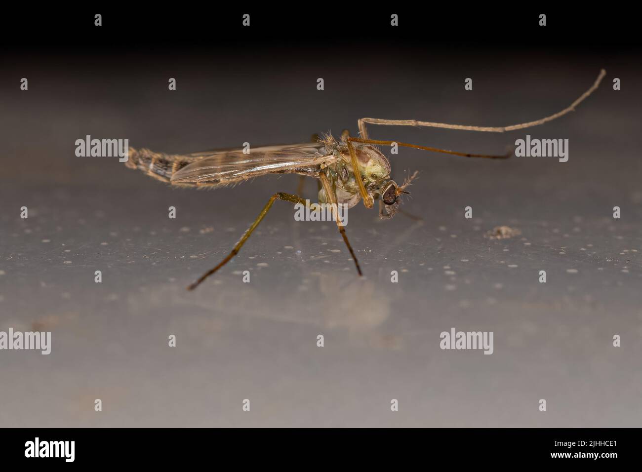 Adult Non-biting Midge of the Family Chironomidae Stock Photo - Alamy