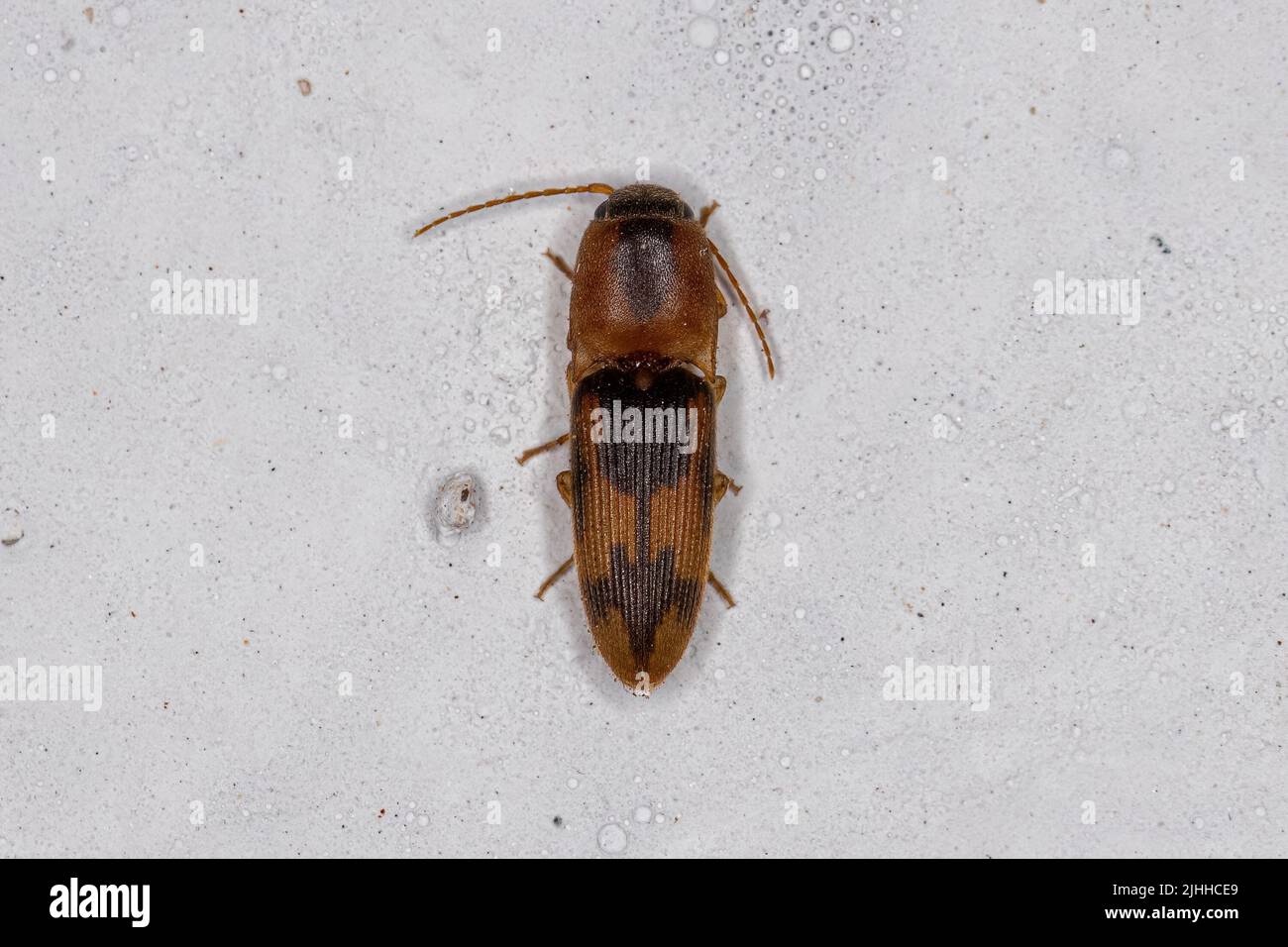 Click beetle bioluminescent hi-res stock photography and images - Alamy