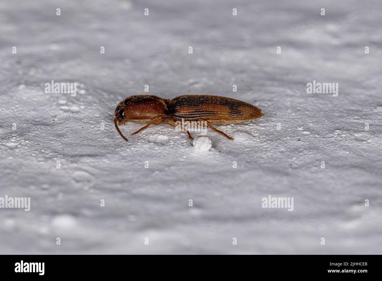 Adult Click Beetle of the Family Elateridae Stock Photo - Alamy