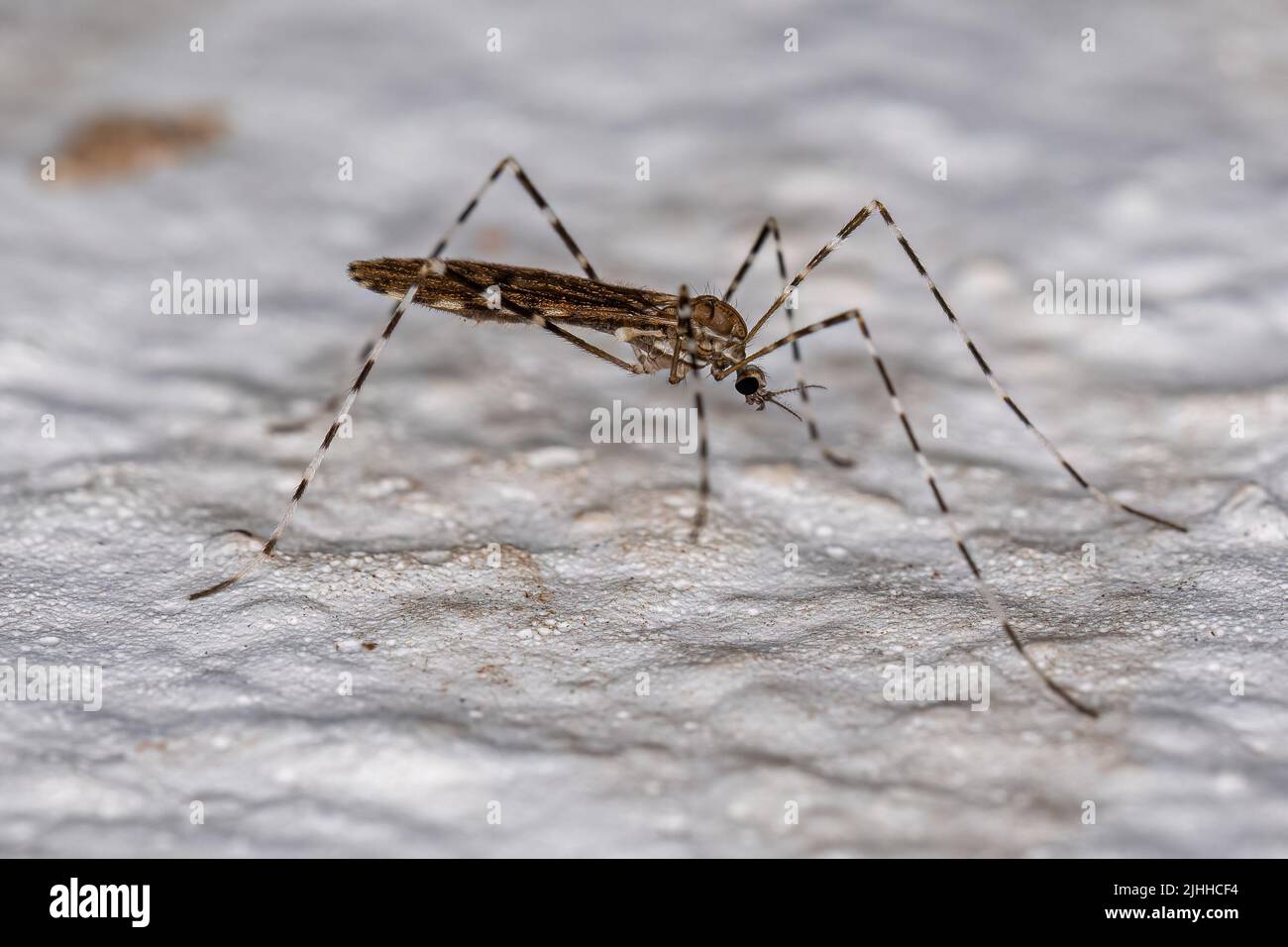Cranefly limoniidae hi-res stock photography and images - Alamy