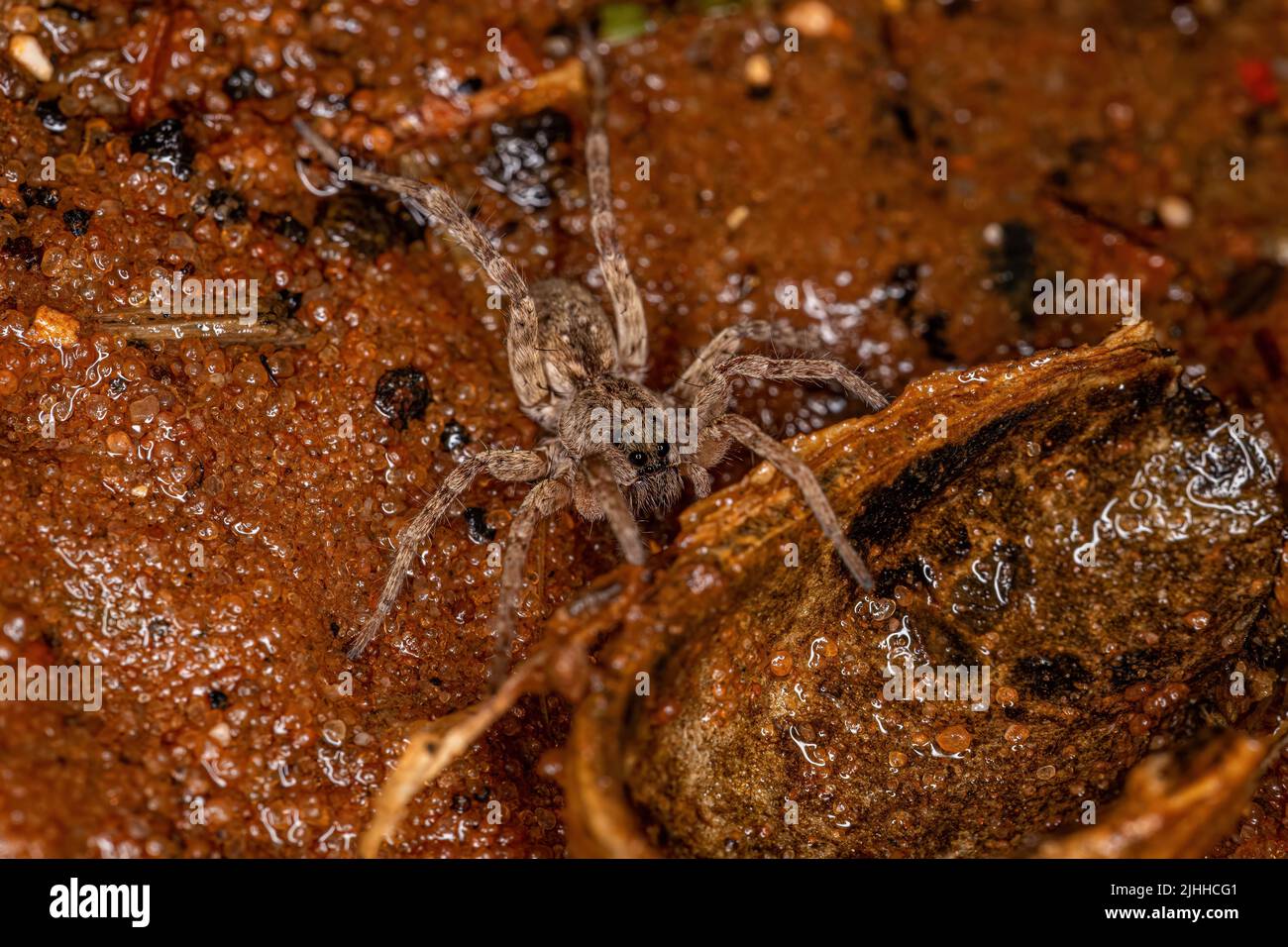 Small Wolf Spider of the Family Lycosidae Stock Photo - Alamy