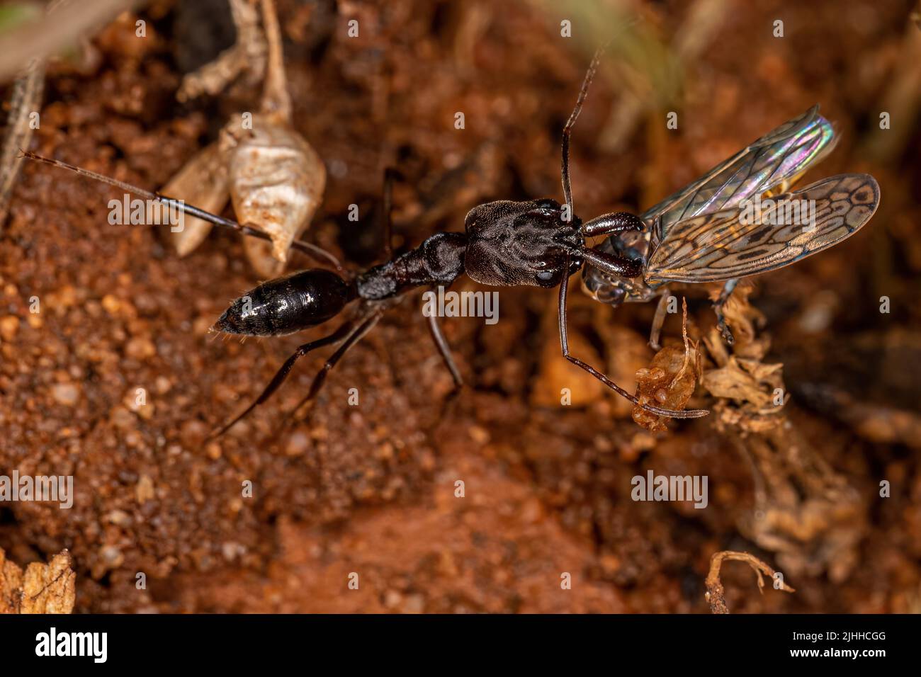 Adult Trap-jaw Ant of the Genus Odontomachus carrying a dead adult ...
