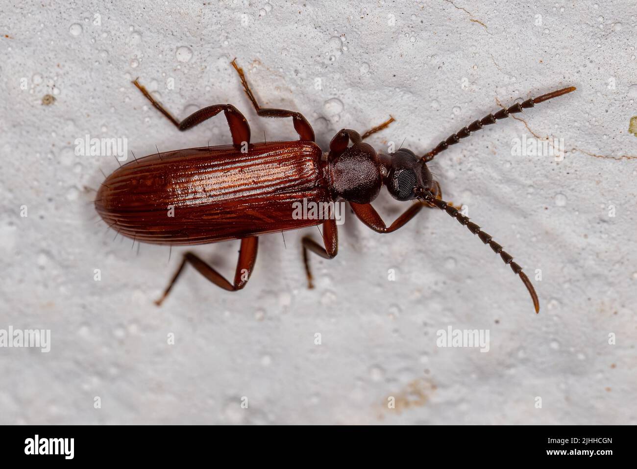 Adult Long-jointed Beetle of the Tribe Lagriini Stock Photo - Alamy