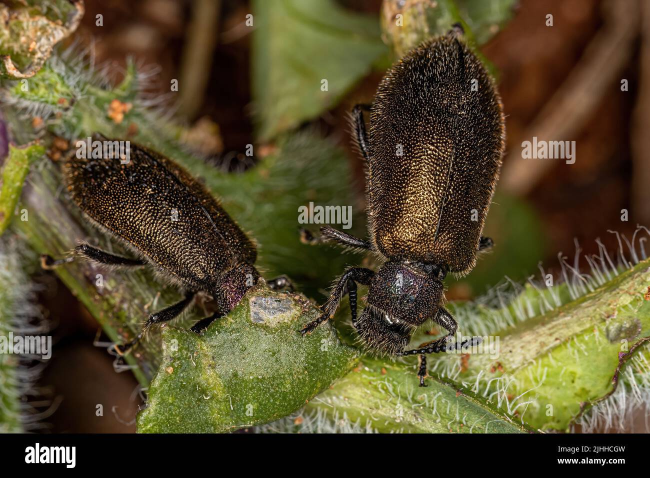 Adult Long-jointed Beetles of the species Lagria villosa coupling Stock ...