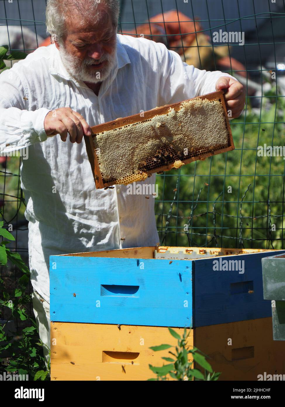 Master bee keeper pulls out a frame with honey from the beehive in the colony Stock Photo - Alamy