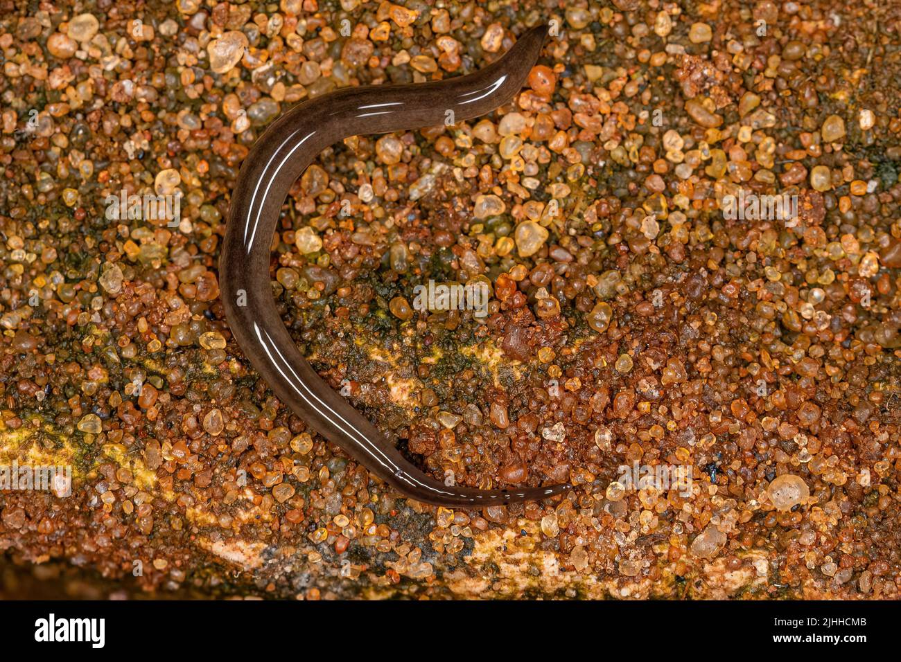 Land planarian hi-res stock photography and images - Alamy