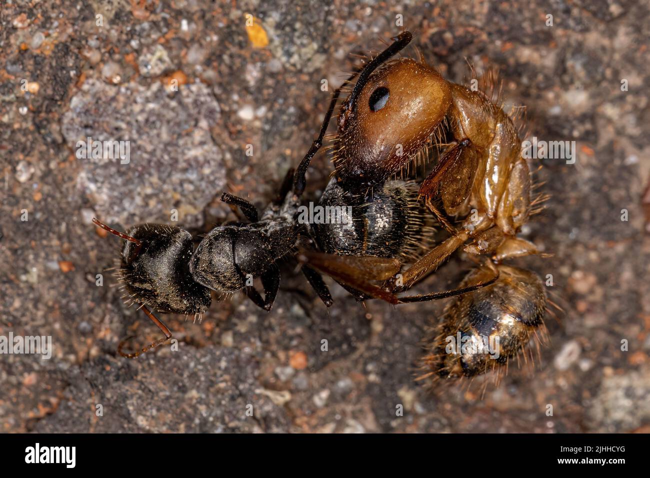 Dead Adult Female Carpenter Ants of the genus Camponotus Stock Photo ...