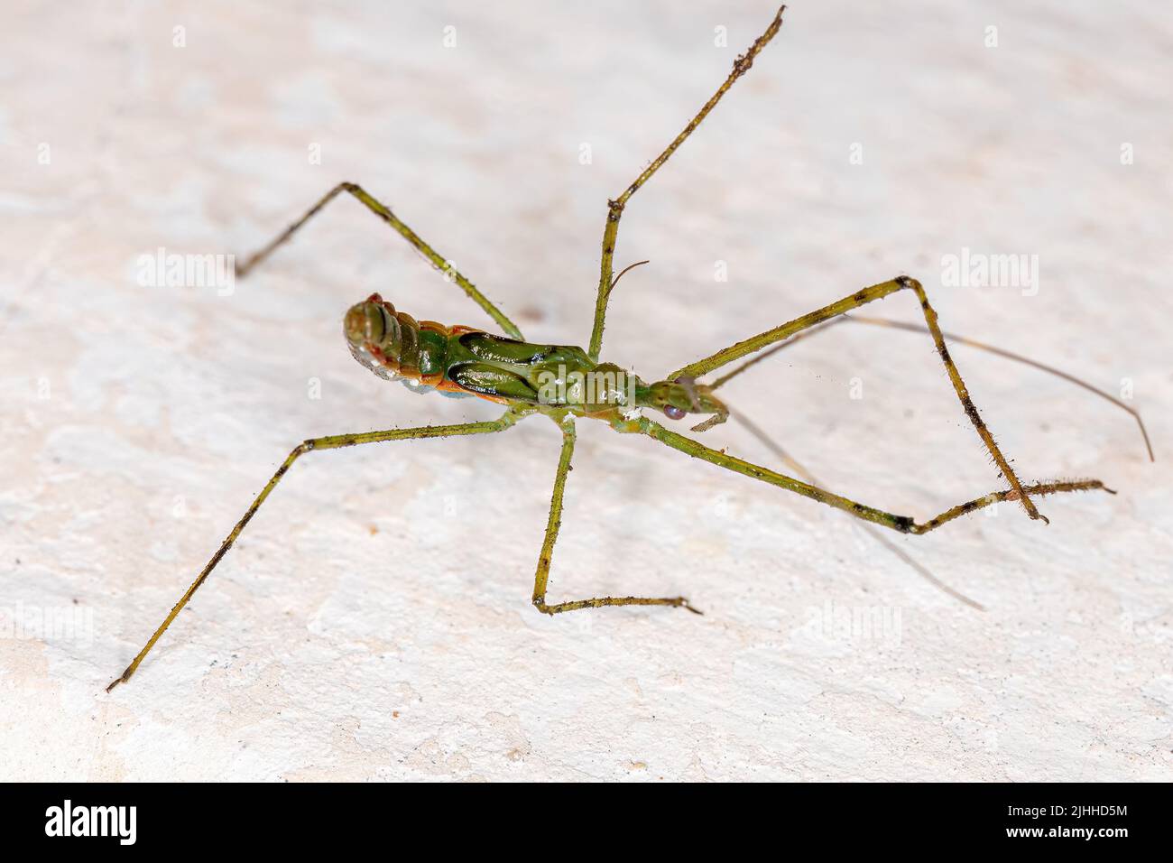 Assassin Bug Nymph of the Tribe Harpactorini Stock Photo - Alamy