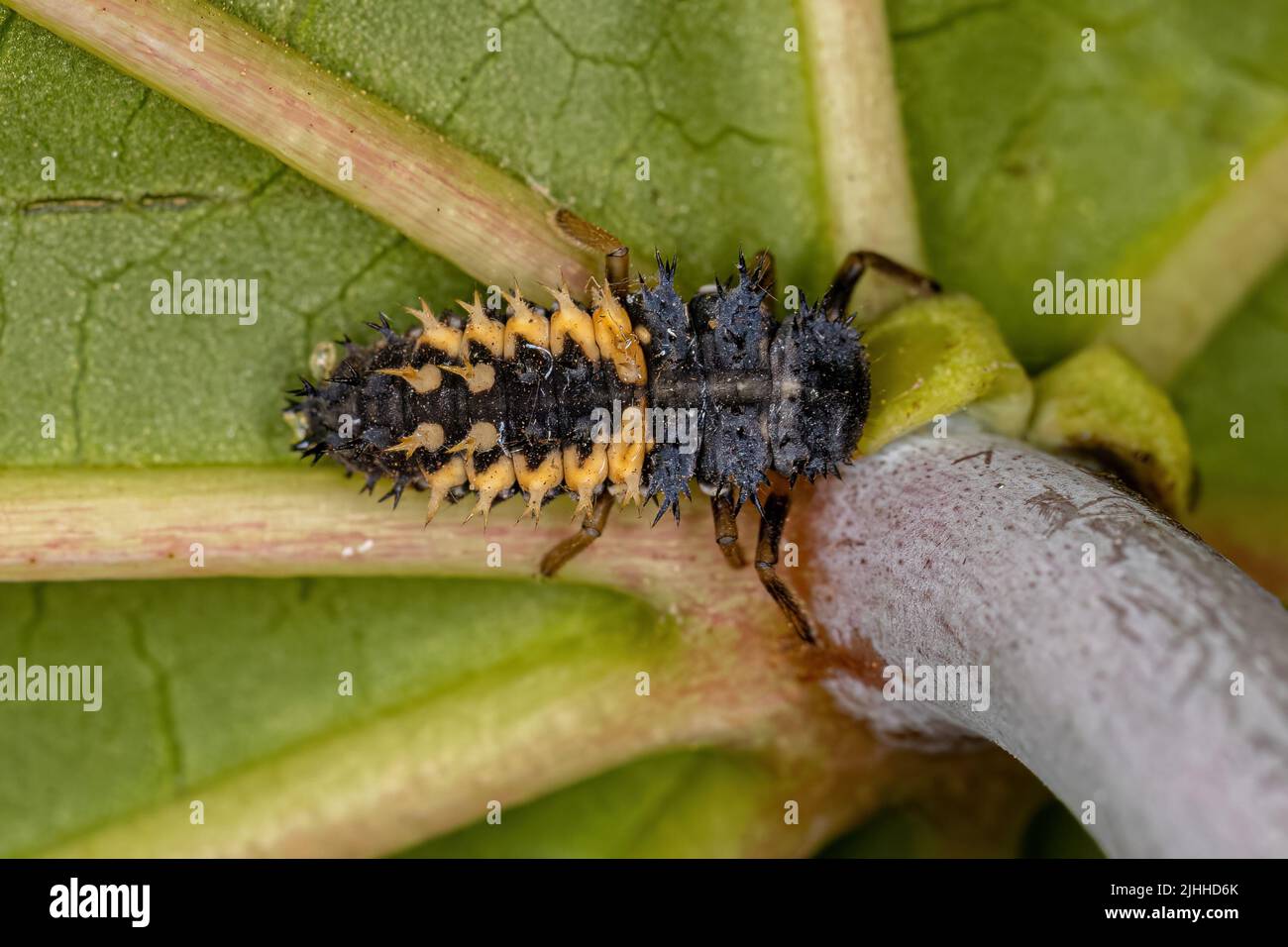 Asian Lady Beetle Larva of the species Harmonia axyridis Stock Photo ...