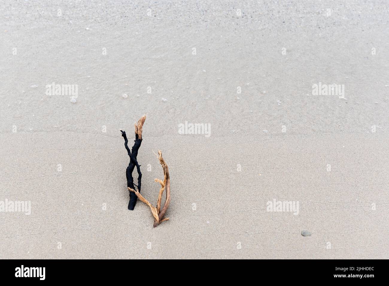 Plants that grow on the beach hi-res stock photography and images - Alamy