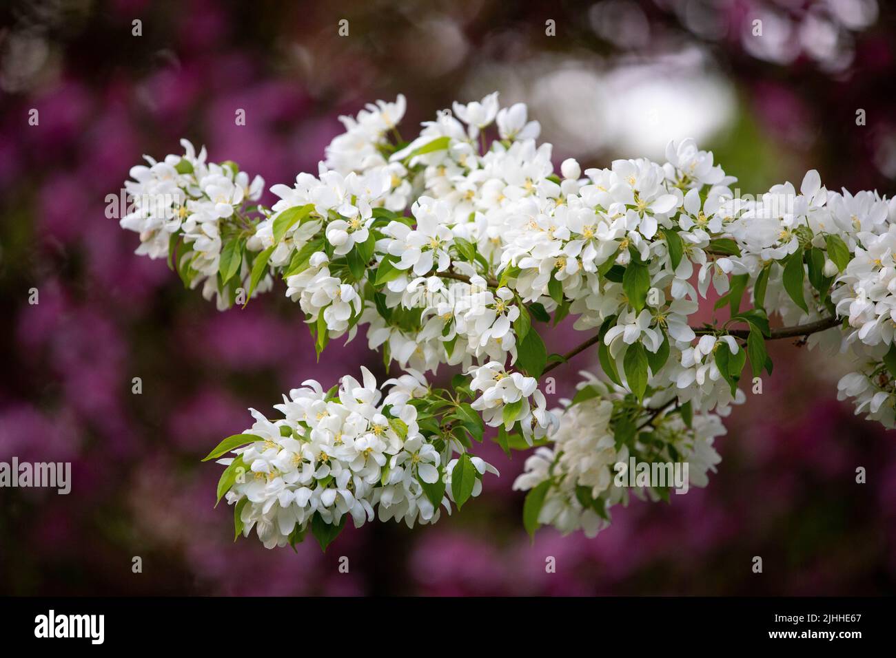 Spring blossoms on White and Purple Crab Apple Trees Stock Photo - Alamy