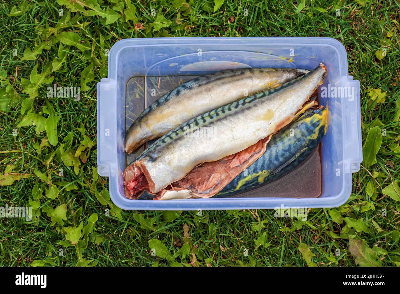 The process of cooking mackerel fish in marinade on the grill. The fish ...