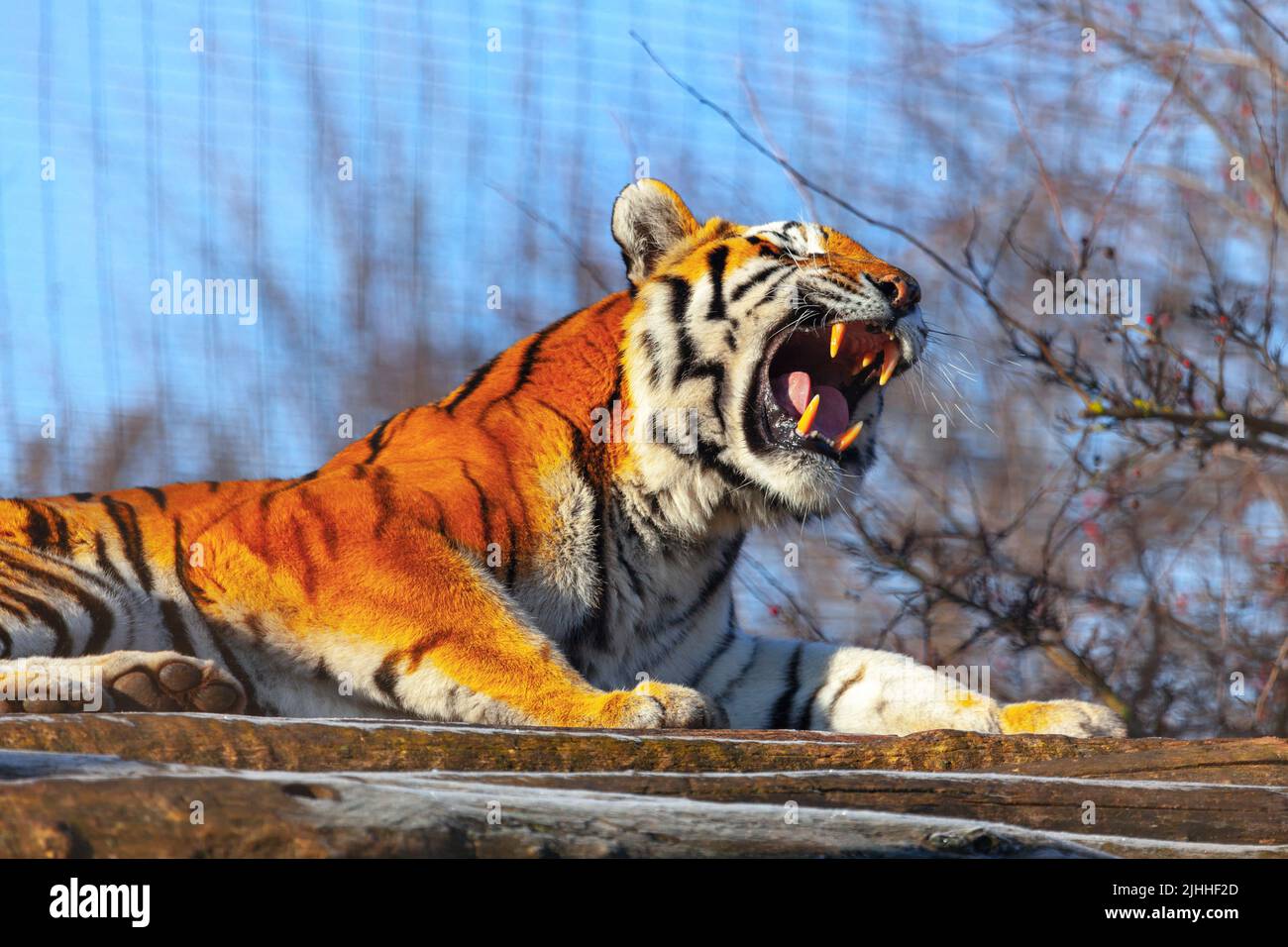 Animal Tigers Roaring