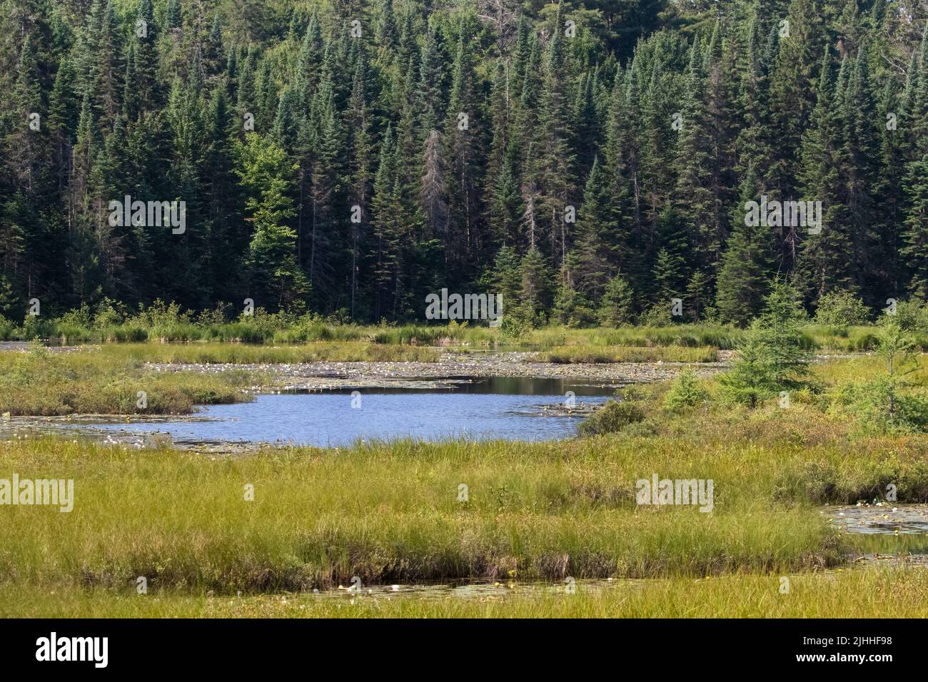 Lush green forest and wetland in Algonquin Park in summertime Stock ...
