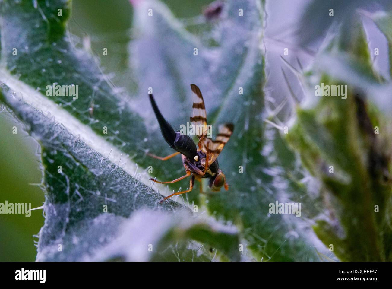 Female Urophora Cuspidata with Spreading Wings on Knapweed Stock Photo ...
