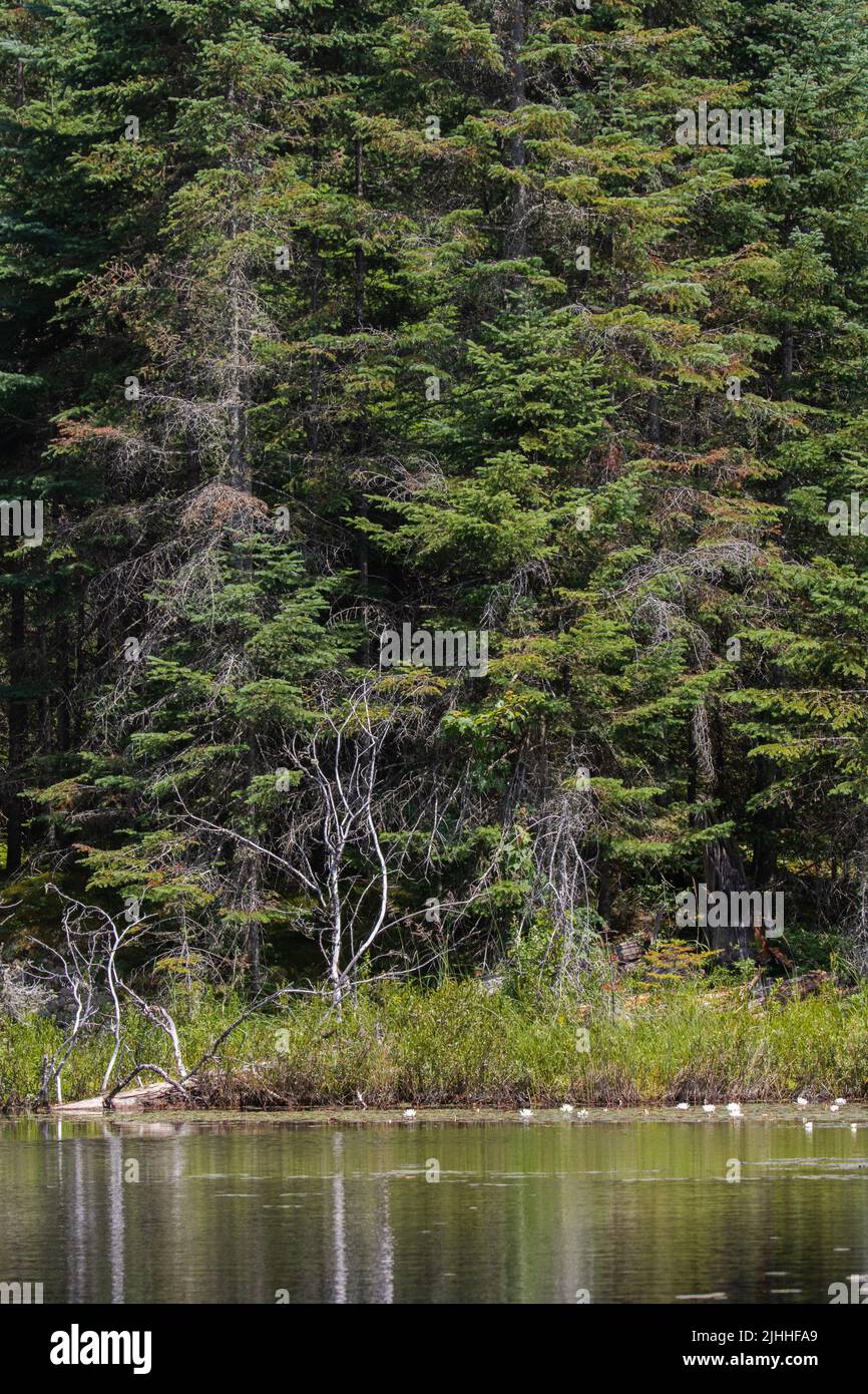 Shoreline of green vegetation hi-res stock photography and images - Alamy