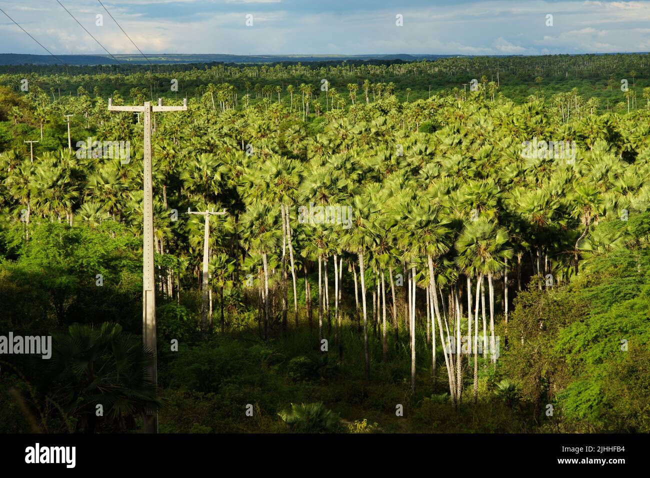Brazil forest hi-res stock photography and images - Alamy