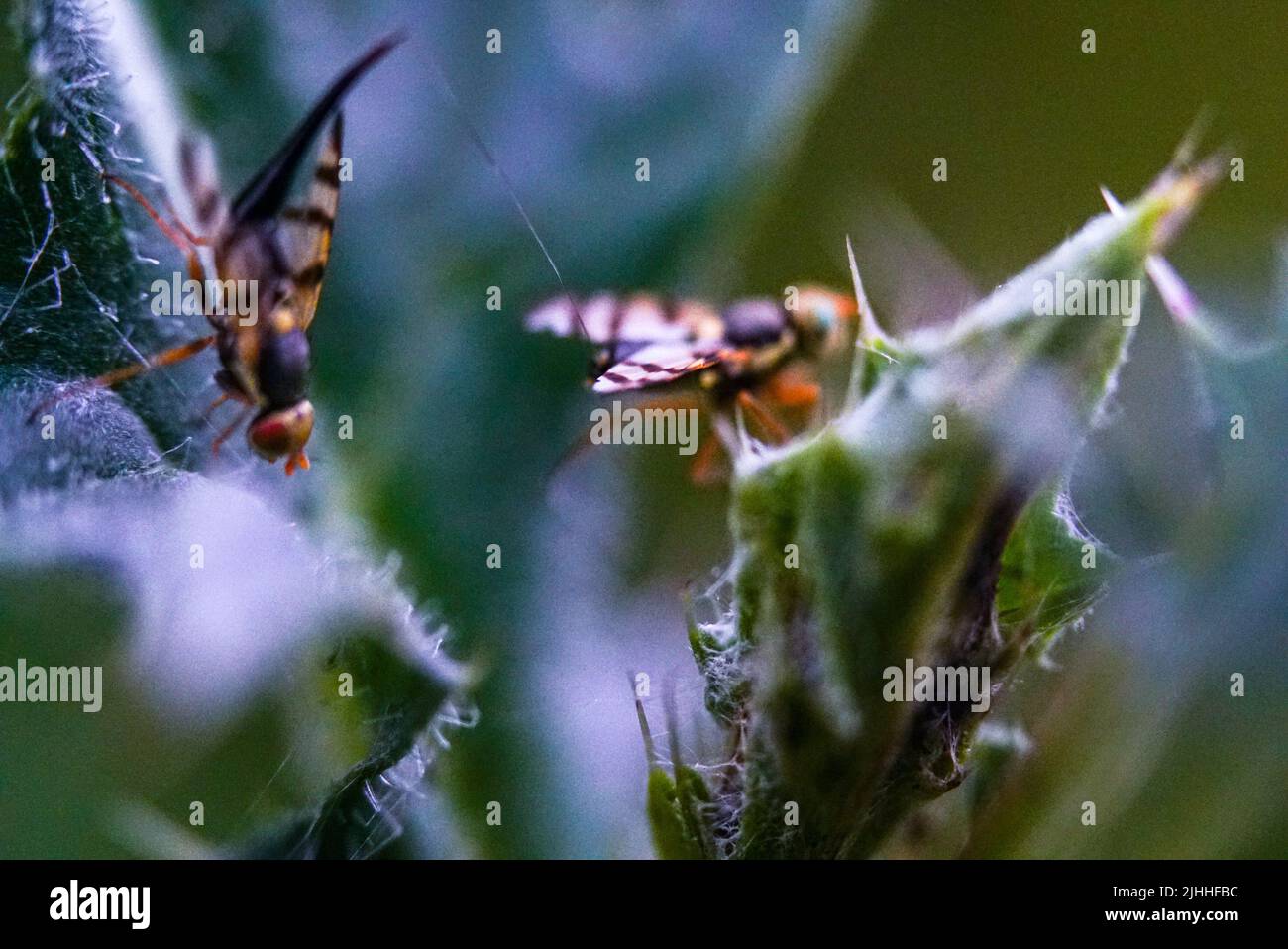 Urophora cuspidata mating hi-res stock photography and images - Alamy