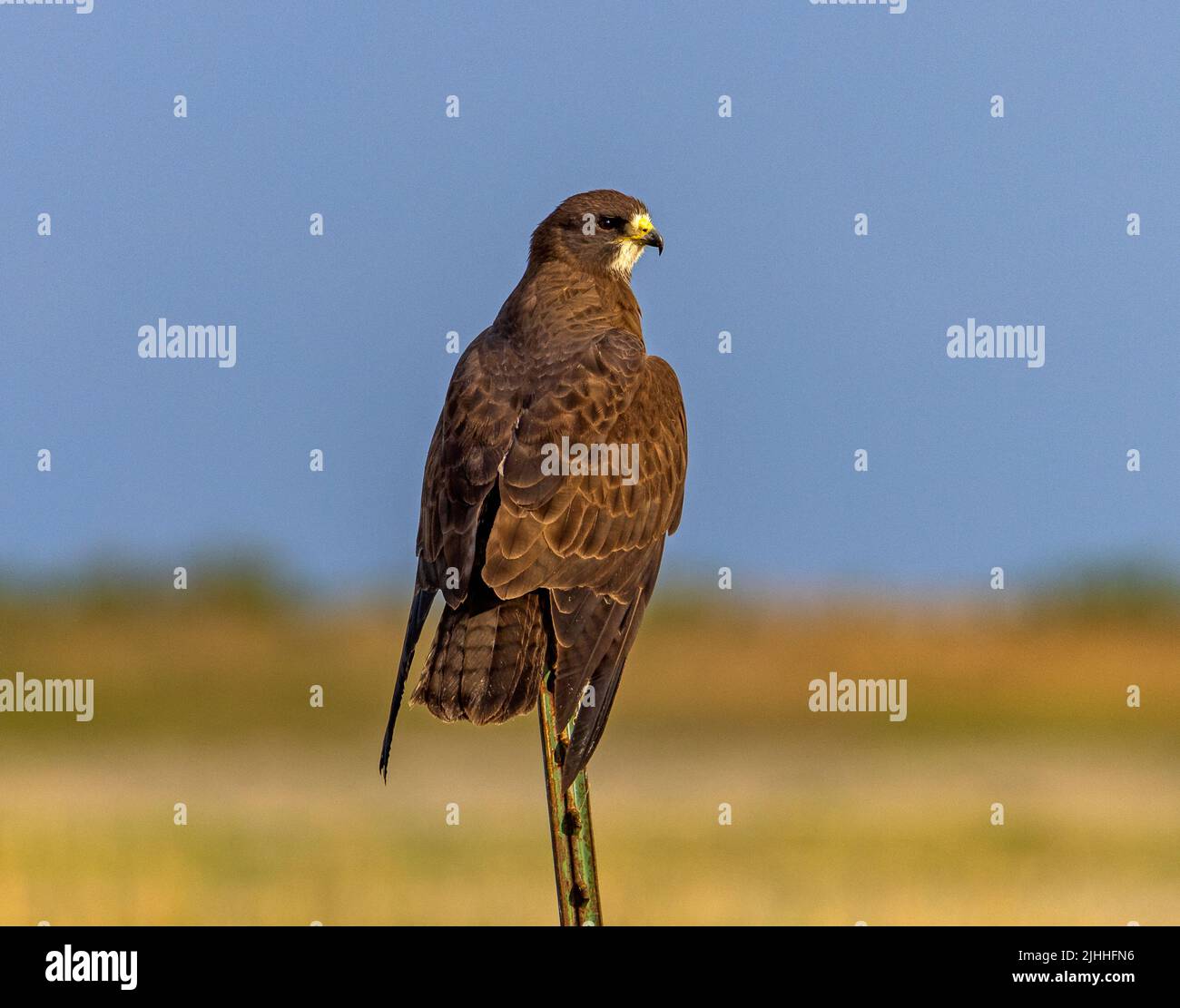 Migratory bird of prey hi-res stock photography and images - Alamy