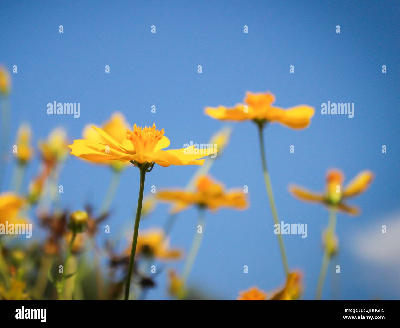Golden cosmos hi-res stock photography and images - Alamy