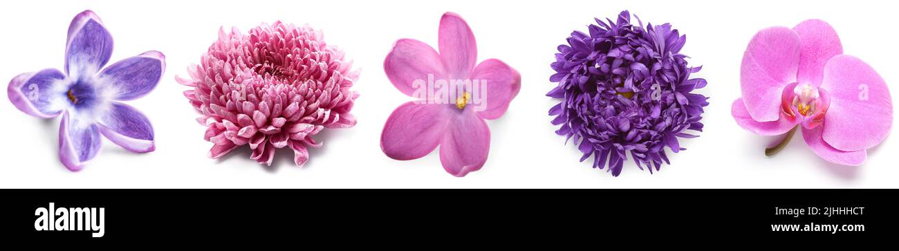 Set of beautiful fresh violet flowers isolated on white Stock Photo - Alamy