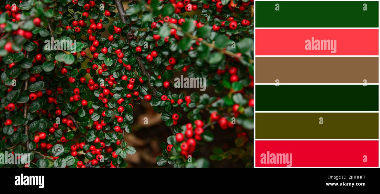 Beautiful bush with red berries. Different color patterns Stock Photo ...