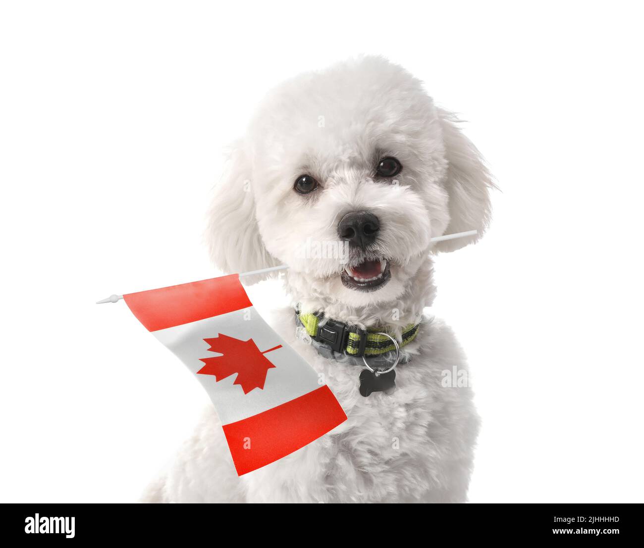 Fluffy dog with flag of Canada isolated on white Stock Photo - Alamy